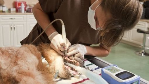 Australian College Of Veterinary Nursing | ACVN | How To Get A Job As A ...