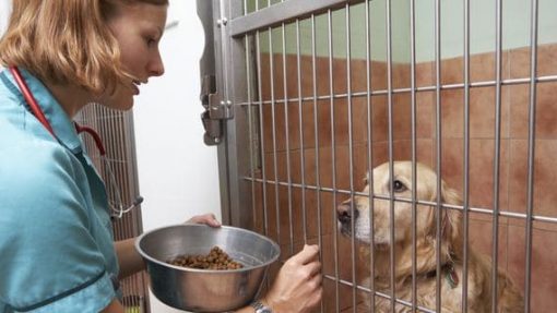 Australian College Of Veterinary Nursing | ACVN | How To Get A Job As A ...