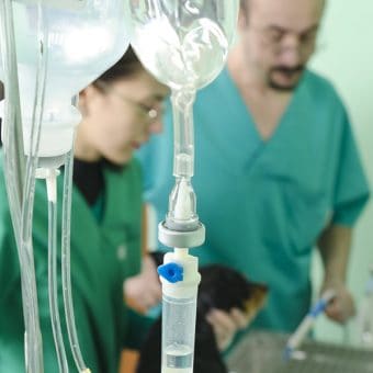 Placing IV Catheters - Hints, Tips and Avoiding Common Mistakes for Vet ...