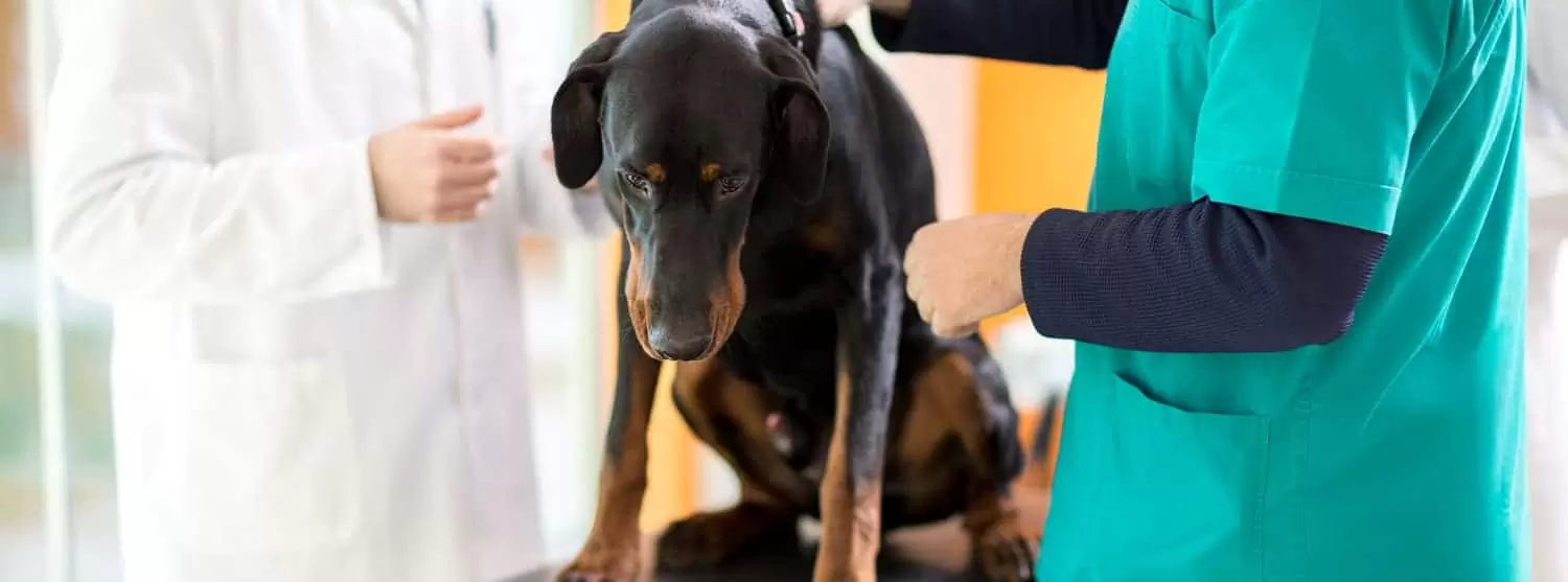 Pain Assessment in Veterinary Patients: Why It Matters and How to Do It ...