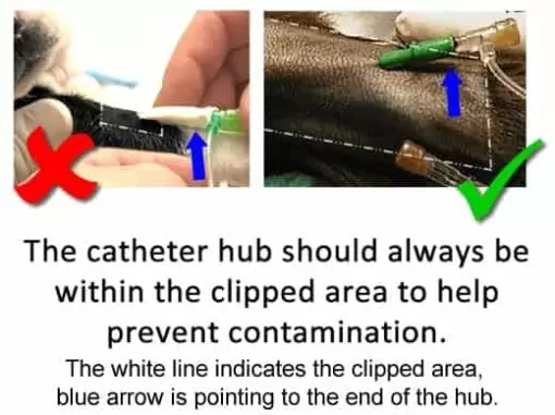 Placing IV Catheters - Hints, Tips and Avoiding Common Mistakes for Vet ...