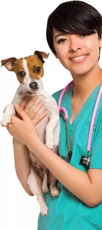 Certificate II in Animal Care