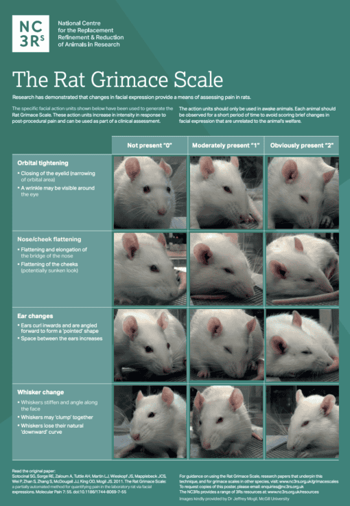 Pain Assessment in Veterinary Patients: Why It Matters and How to Do It ...