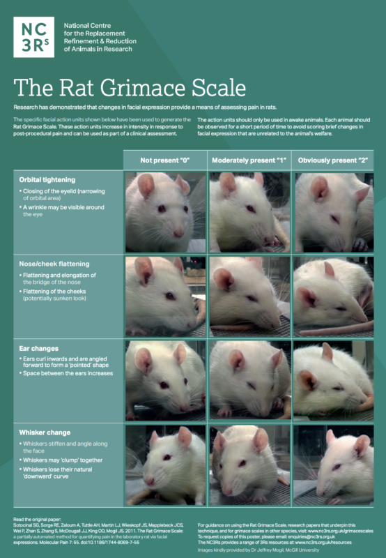 Pain Assessment in Veterinary Patients: Why It Matters and How to Do It ...