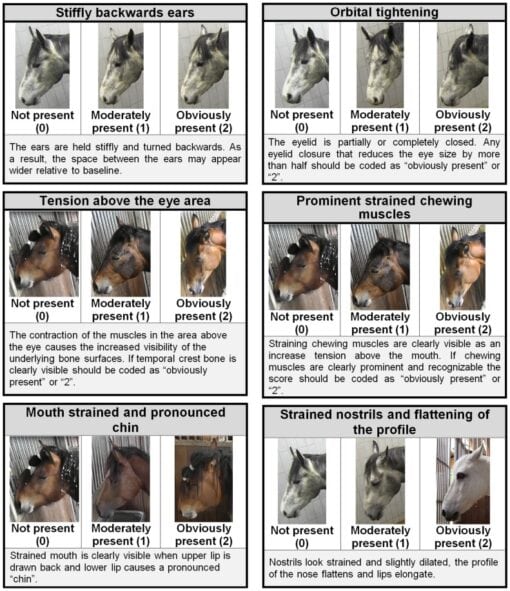 Pain Assessment in Veterinary Patients: Why It Matters and How to Do It ...