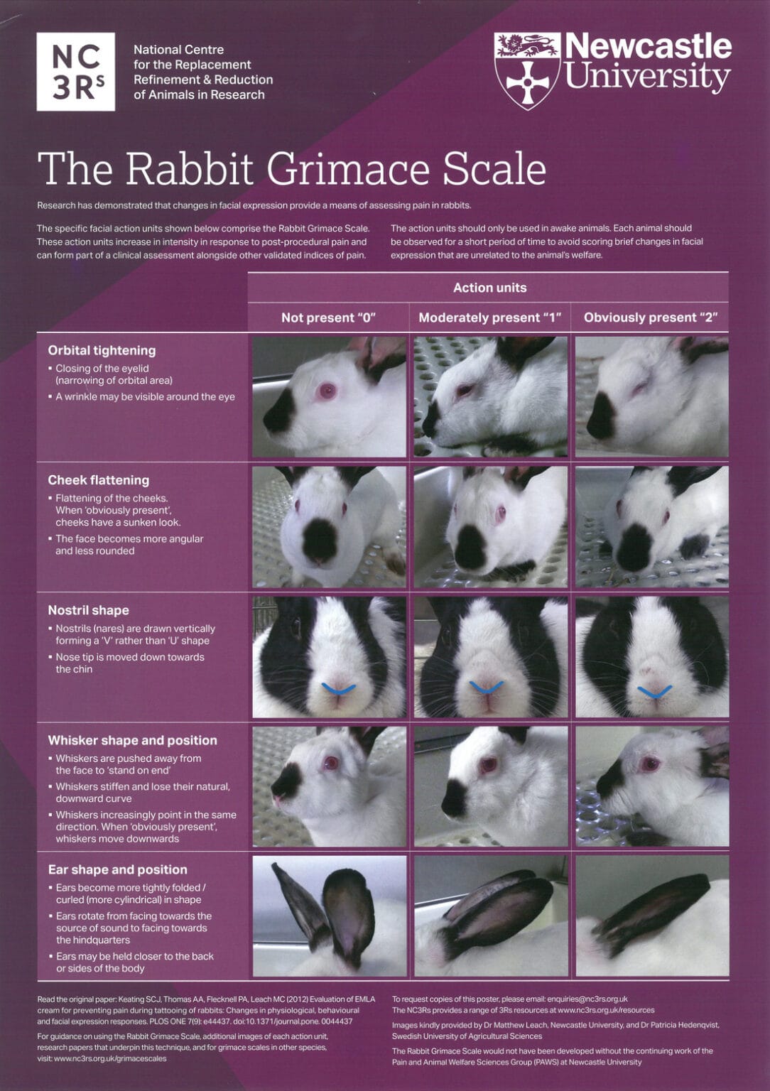 Pain Assessment in Veterinary Patients: Why It Matters and How to Do It ...