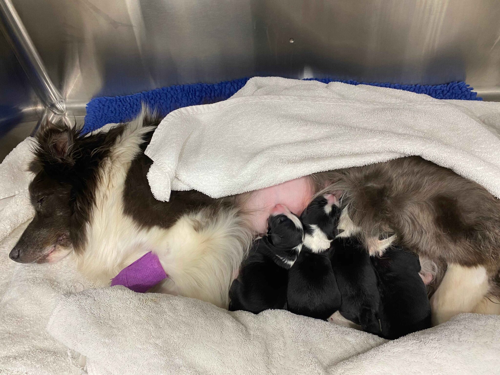 Understanding Breeding Practices and Reproduction: Key Insights for ...