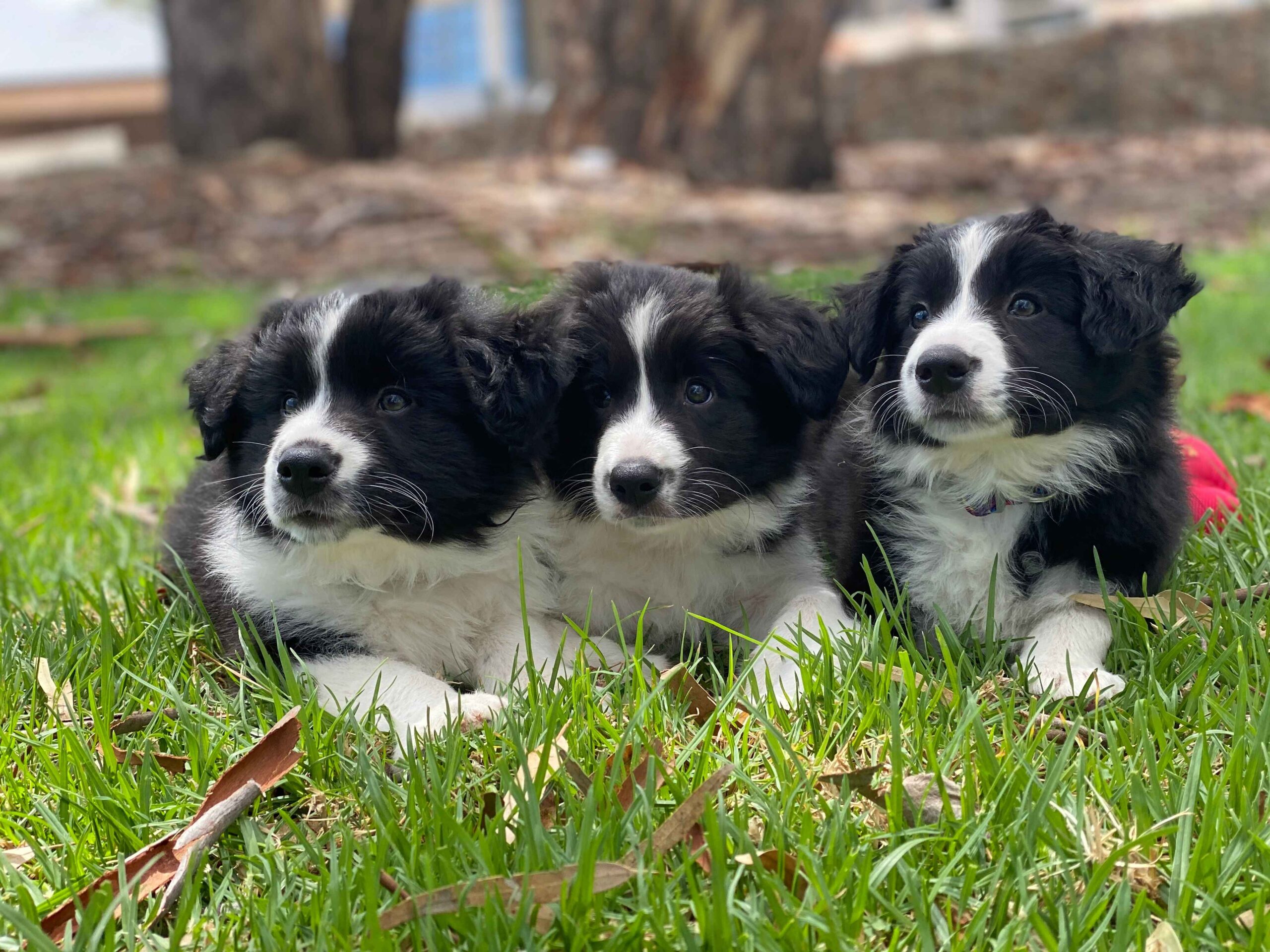 Breeding Practices and Reproduction: A Perspective on Supporting ...