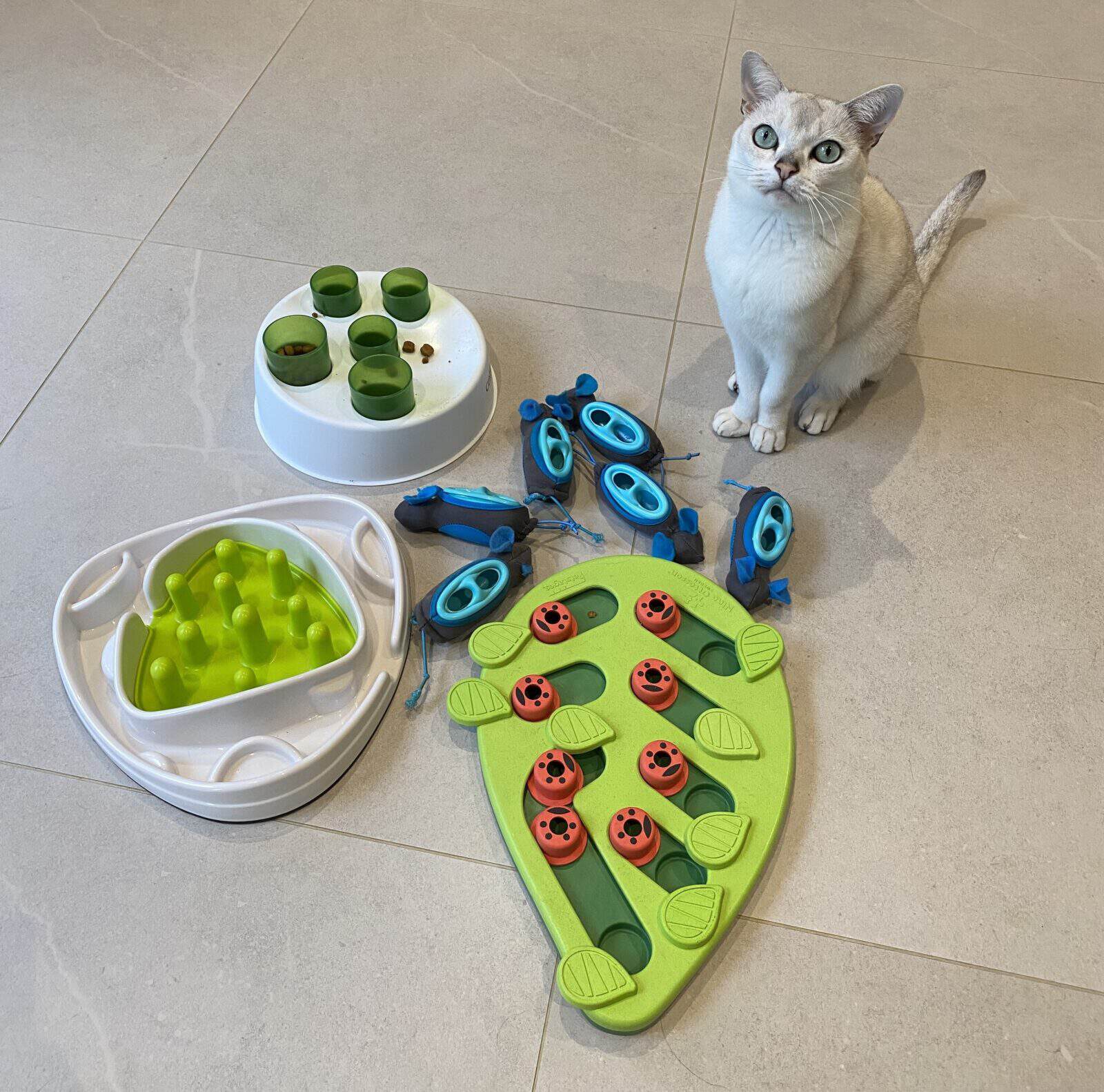 Feline Nutrition: Understanding Your Cat's Needs - Australian College ...