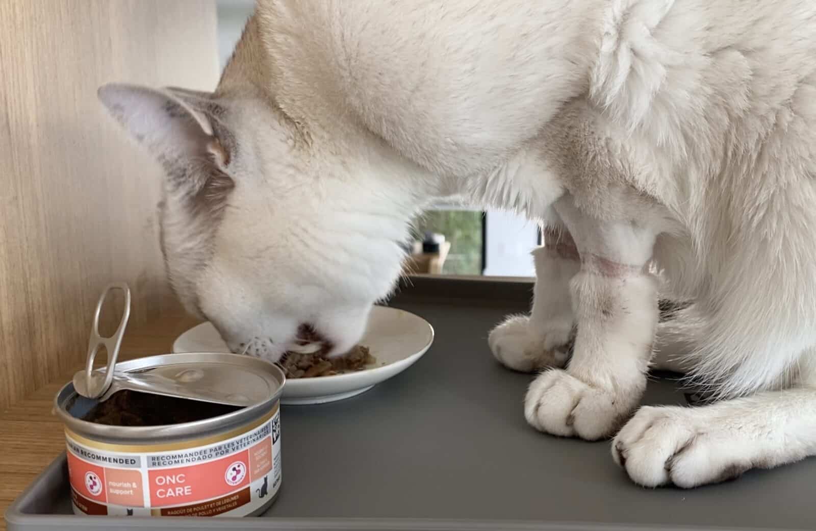 Feline Nutrition: Understanding Your Cat's Needs - Australian College ...