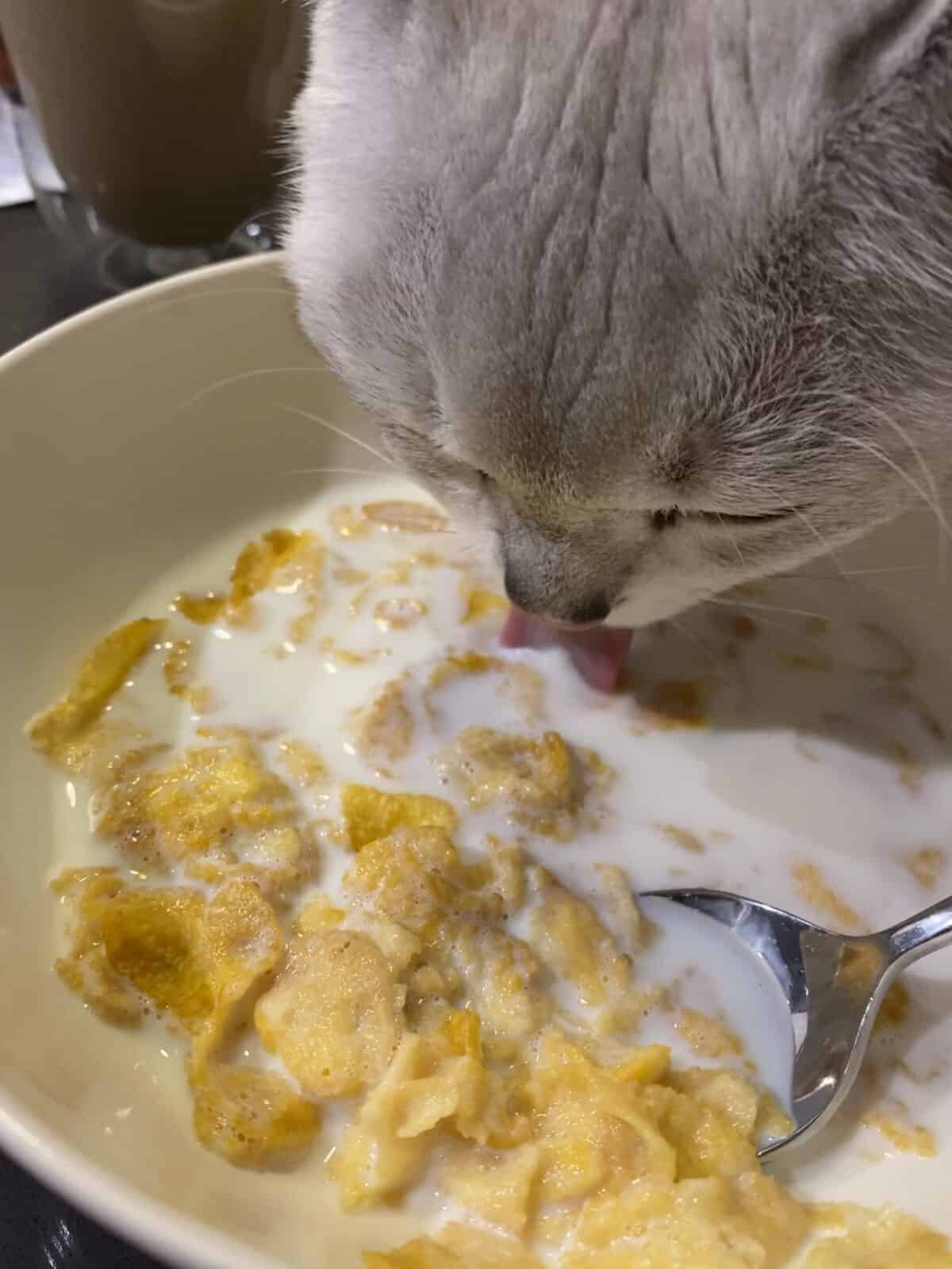 Feline Nutrition: Understanding Your Cat's Needs - Australian College ...